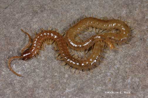 Centipede | Info and Photos-Images 2012 | The Wildlife