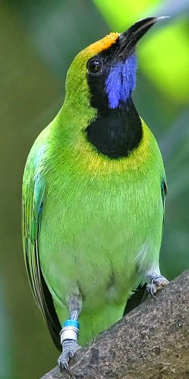 Rupa rupa burung - macam macam burung