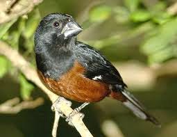 Ademar Santana: Tudo que voce precisa saber sobre Curio.