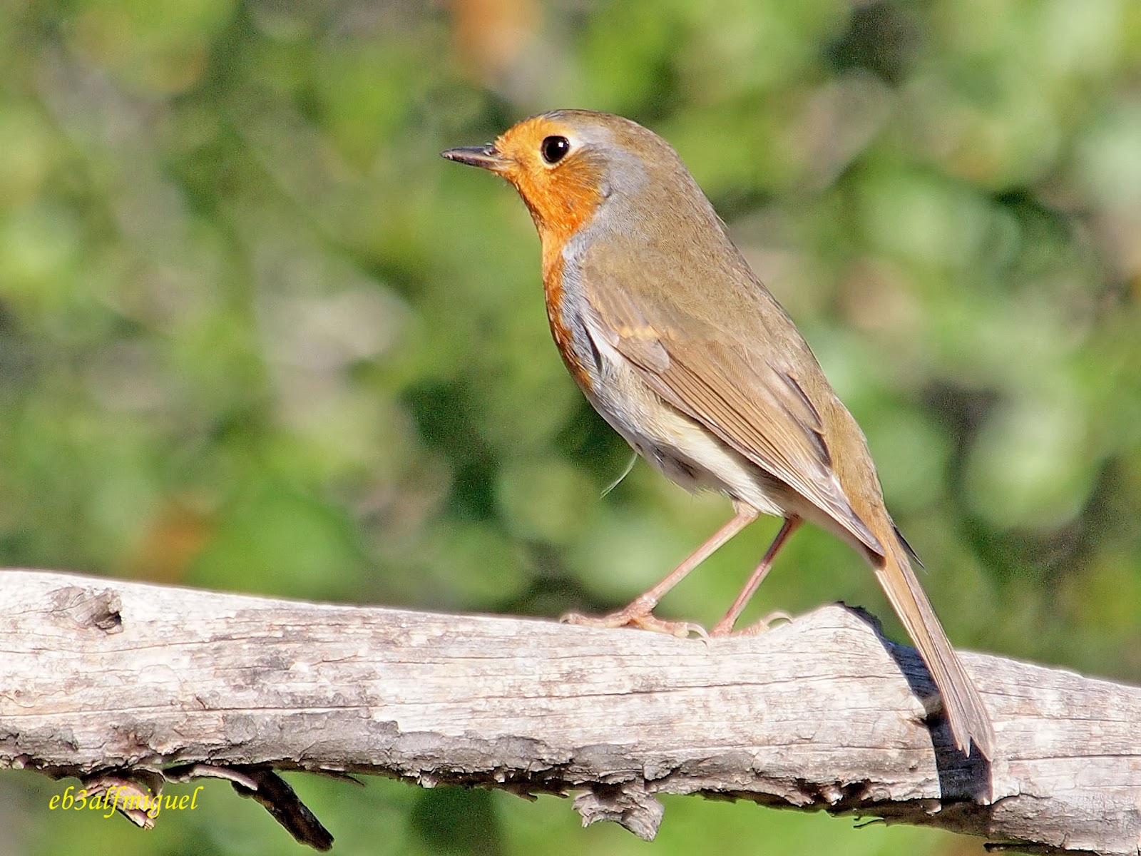 Miguel fotografia: Petirrojo europeo (Erithacus rubecula