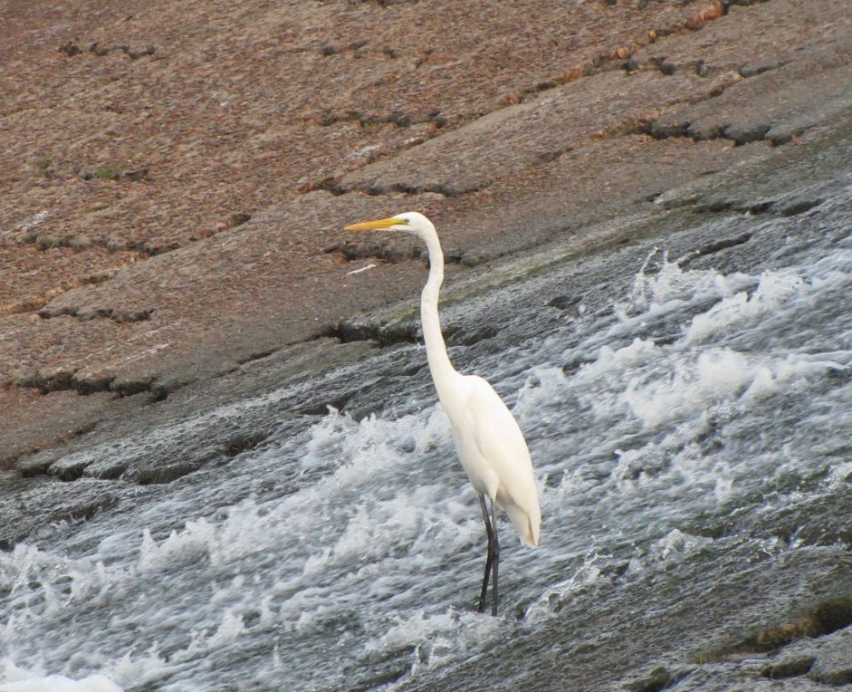 H-Town-West Photo Blog: Suburban Bird Watching - Buffalo Bayou at ...
