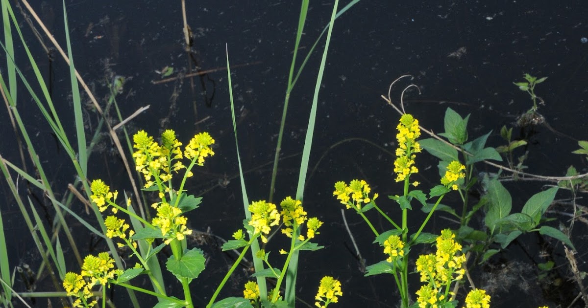 JURA, UNE TERRE, DES HOMMES: La Barbarée commune. Barbarea vulgaris.