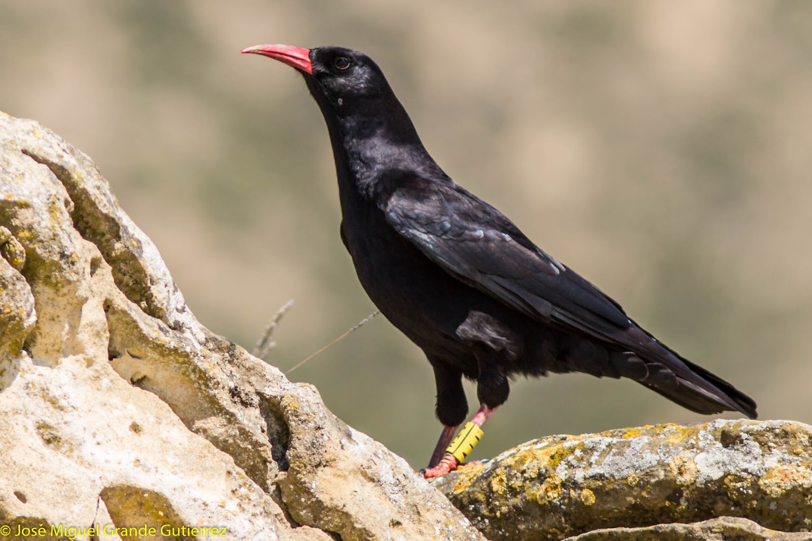 AVES DEL CIELO - BIRDS OF HEAVEN: Chova piquirroja(Pyrrhocorax ...