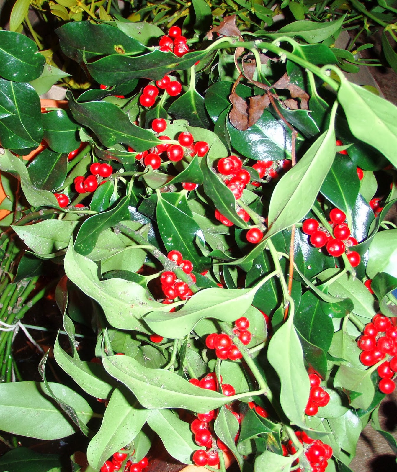 The Urbane Forager: Mistletoe & Wreaths