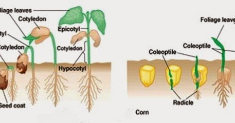 PERKECAMBAHAN HIPOGEAL DAN EPIGEAL - Legend of Study