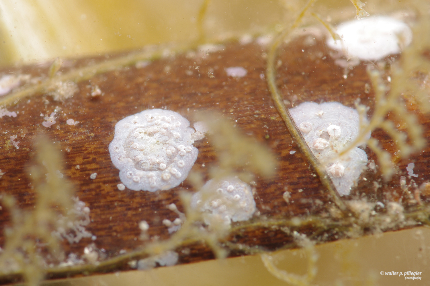 Nature photos from an Amateur Naturalist: Aegean Sea at Sithonia ...