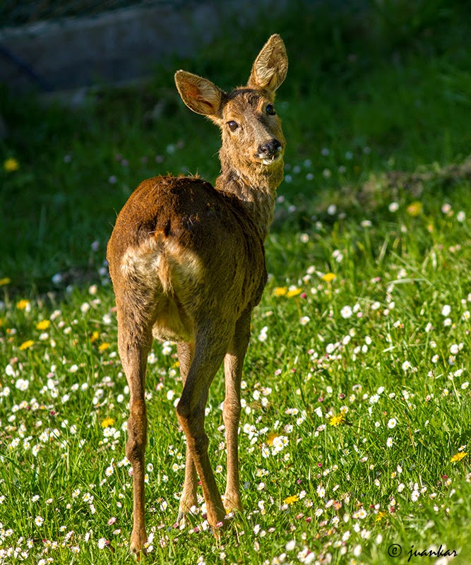 Entre alpinas y marinas.: Corzo desde el camino.