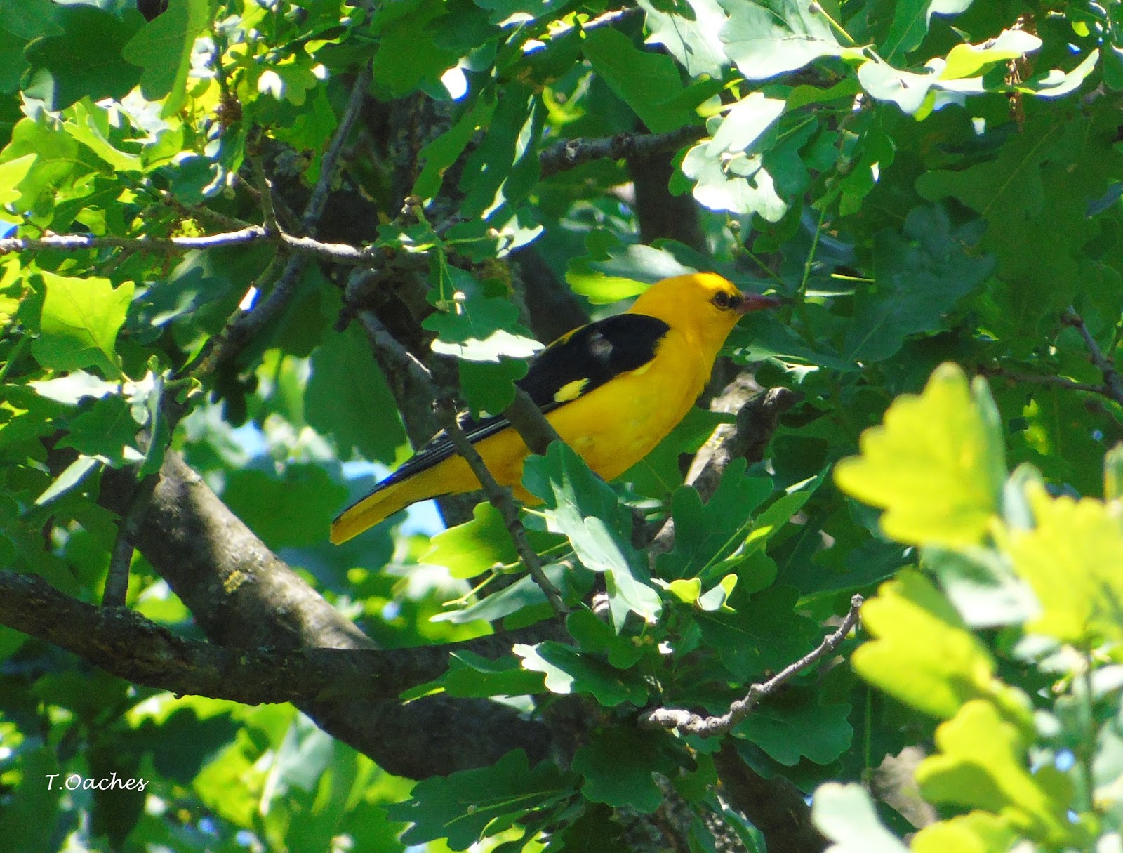 PASARI DIN ROMANIA: GRANGUR, Oriolus oriolus