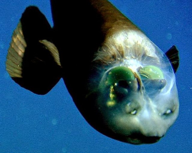 Melayu: Ikan Berkepala Transparan