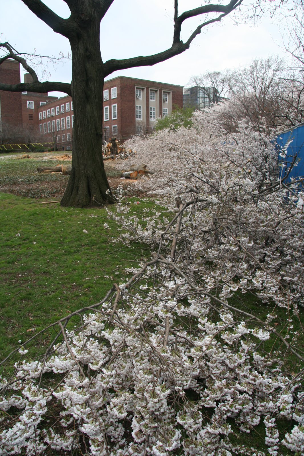 A Walk in the Park: Cherry Blossom Tree Massacre In Queens Borough Hall