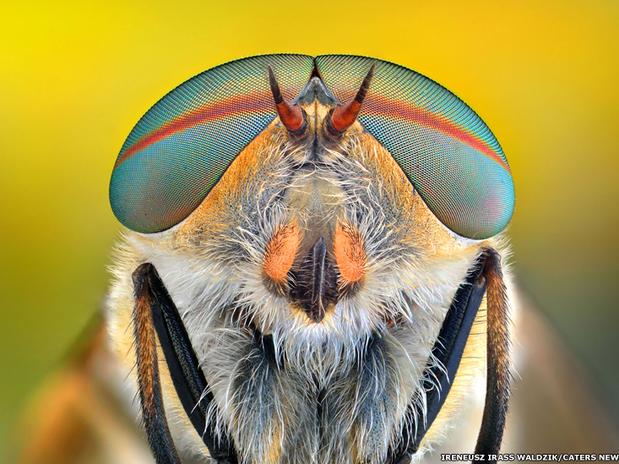 Fotógrafo revela formas e cores de insetos em imagens ampliadas ...