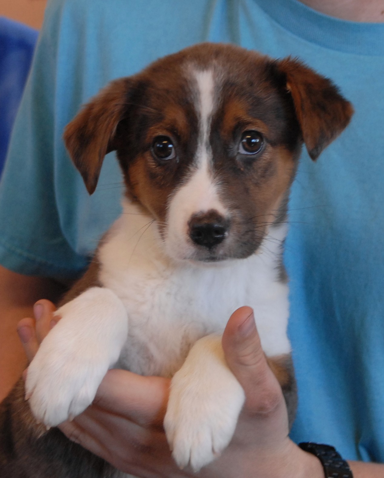 Xena and Yo-Yo, Australian Shepherd puppies debuting for adoption.