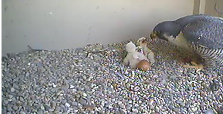 Columbus Peregrine Falcon Update: #3!!!!!!!