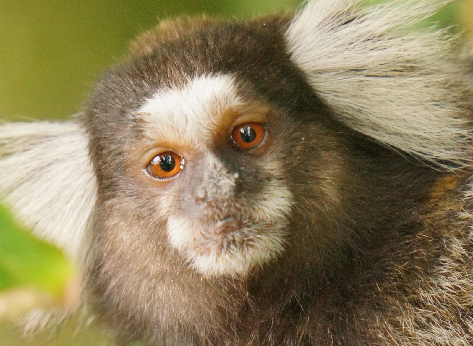 Urublog - O Ninho da Ave: Maior Mico