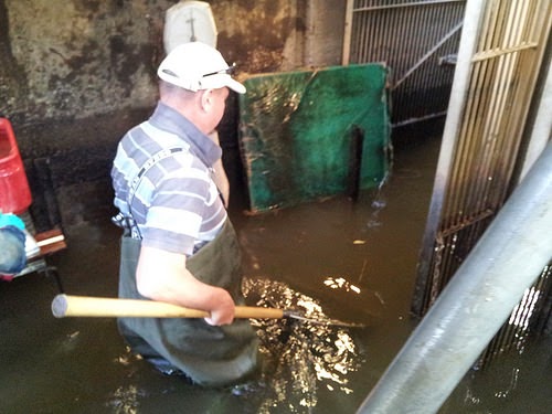 GWCT Fisheries Blog: A visit to the (Welsh) river Dee fish trap