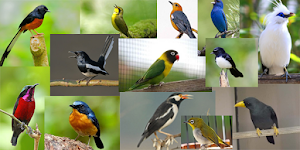 Tentang Burung Kasturi Raja / Nuri Kabare / Dracula Parrot - Blog ...