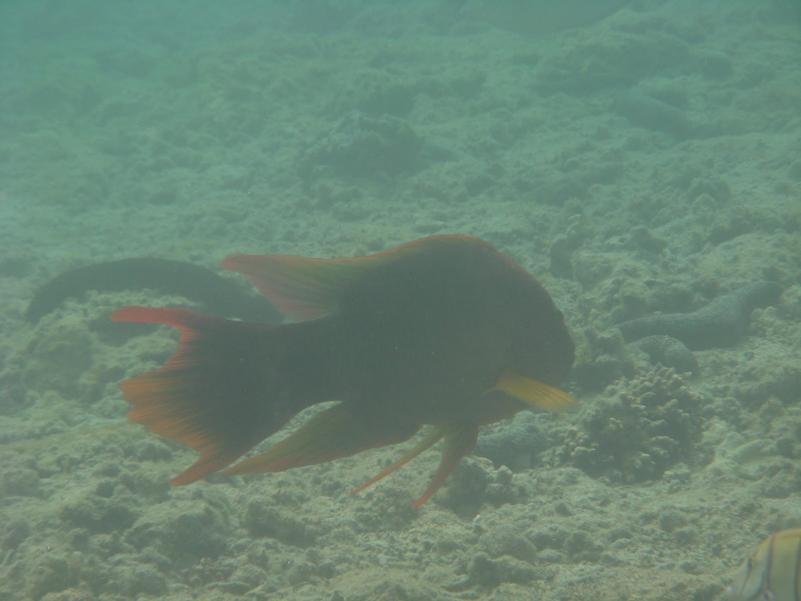 Lagons de la Réunion et ses poissons tropicaux: 2012 04 07 Lagon La Saline