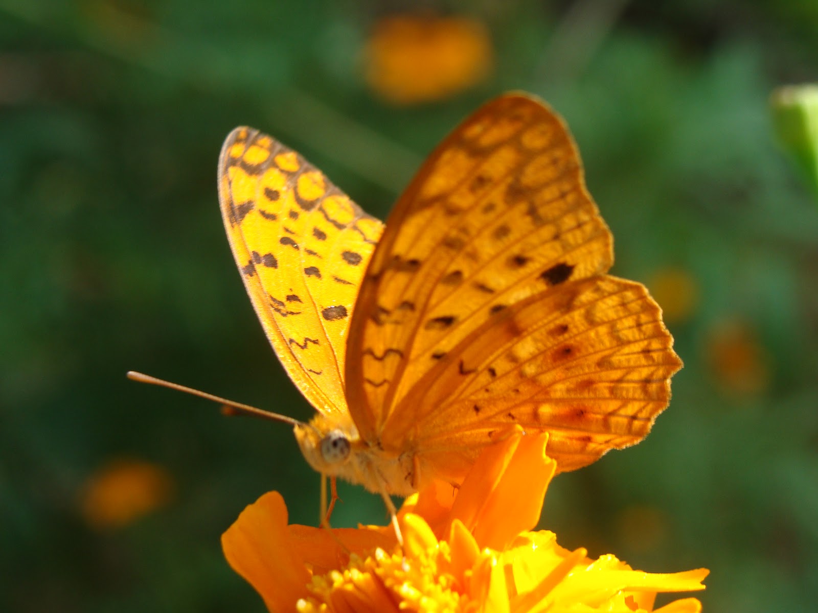 NBSDH: BUTTER FLIES