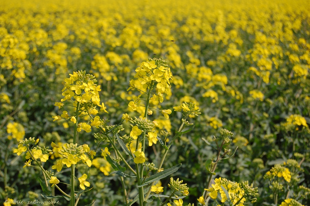Chwile zaChwycone: Kwitnący rzepak