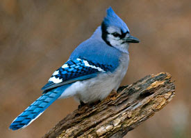 TURISMO IN CANADA: BLUE JAY