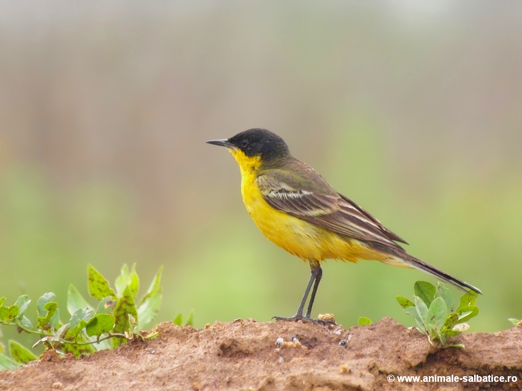 Natura Salbatica: Pasarile de pe campiile din jurul Bucurestiului