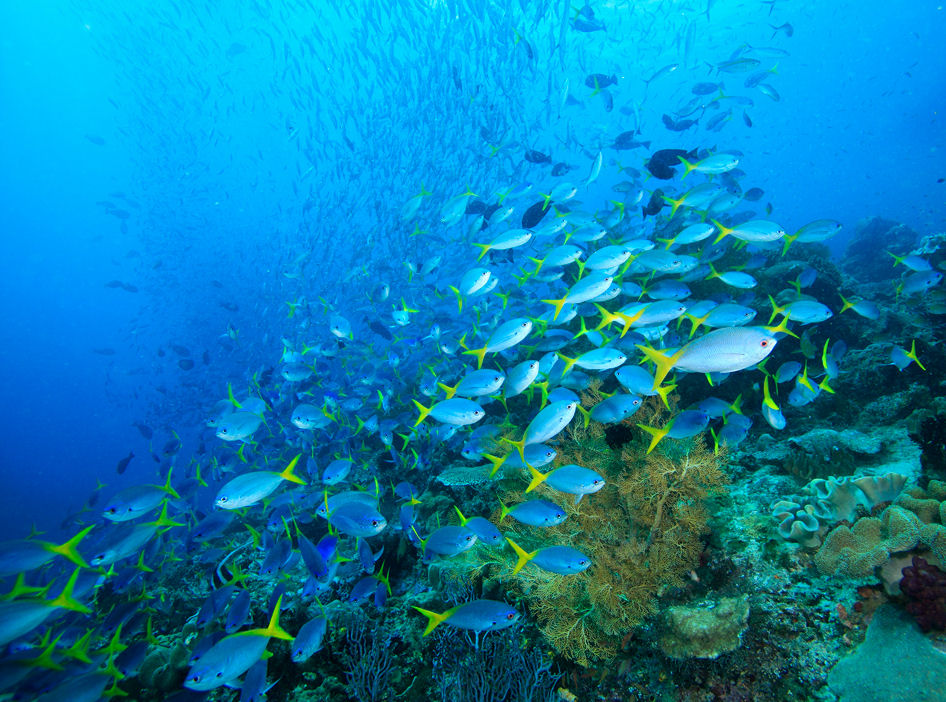 Banco de Imágenes Gratis: Cardumen o banco de peces en el océano - Shoal