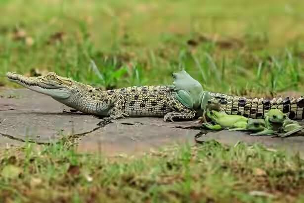 Fearless family of frogs hitch a ride on crocodile's back