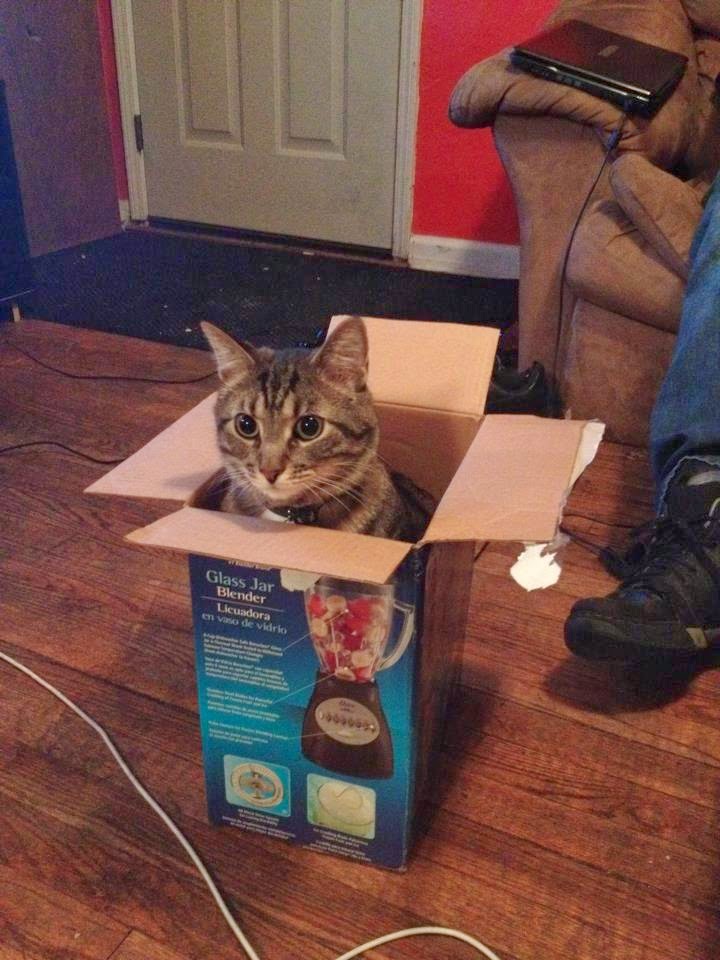 Funny cats - part 95 (40 pics + 10 gifs) | Amazing Creatures