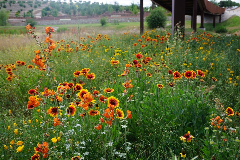 Praderas de flores en el jardín. Pictorial Meadows llega a España