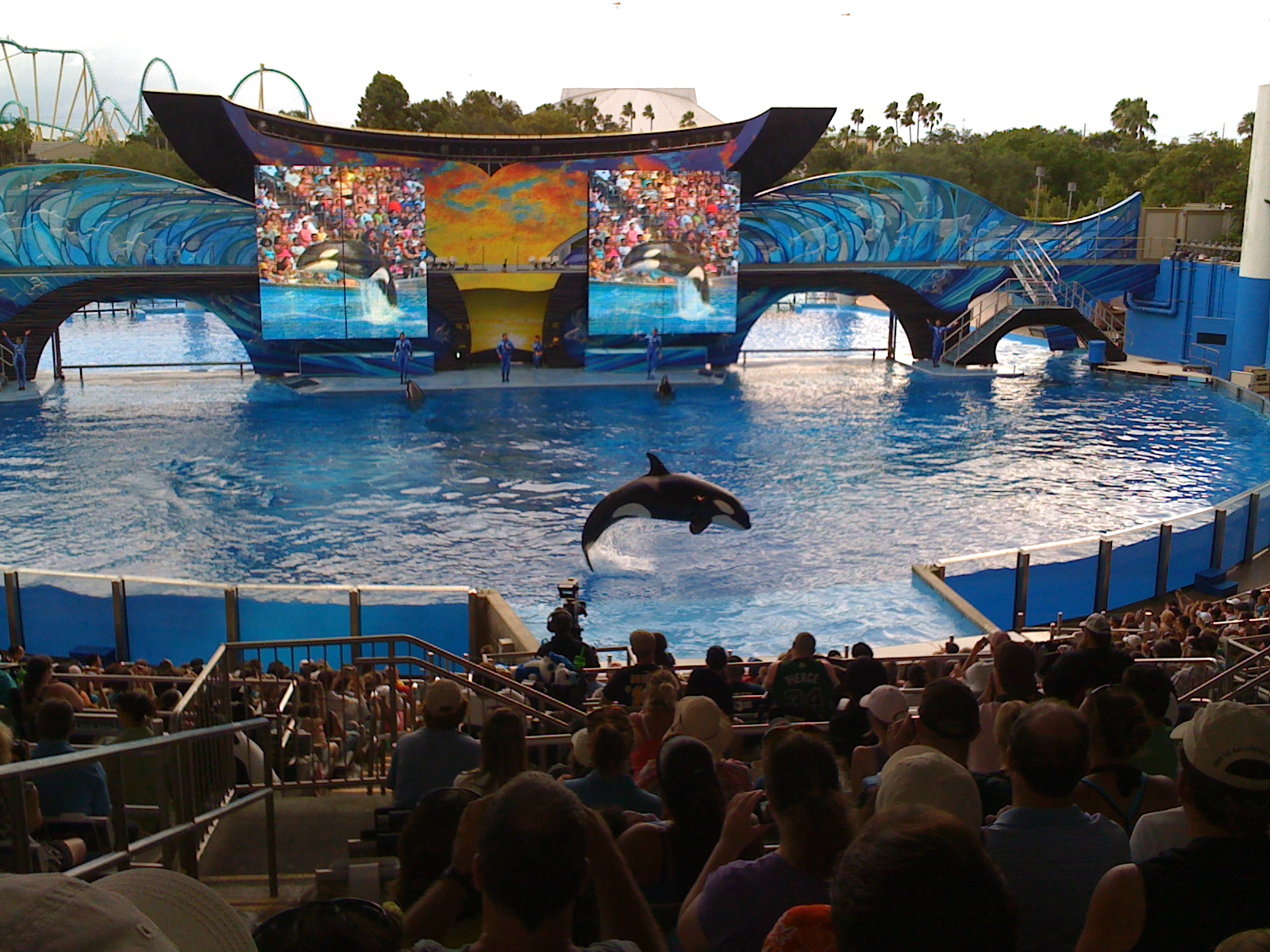 52 Weeks of Disney: Week 26 - New Shamu Show at SeaWorld Orlando (June 28)