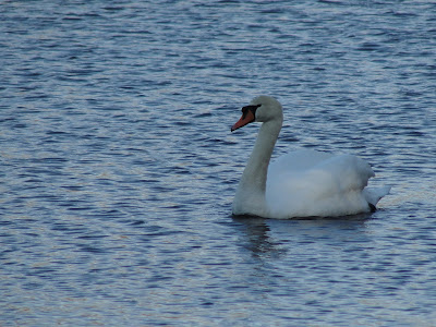 cape cod winter birds | Mary Richmond's Cape Cod Art and Nature