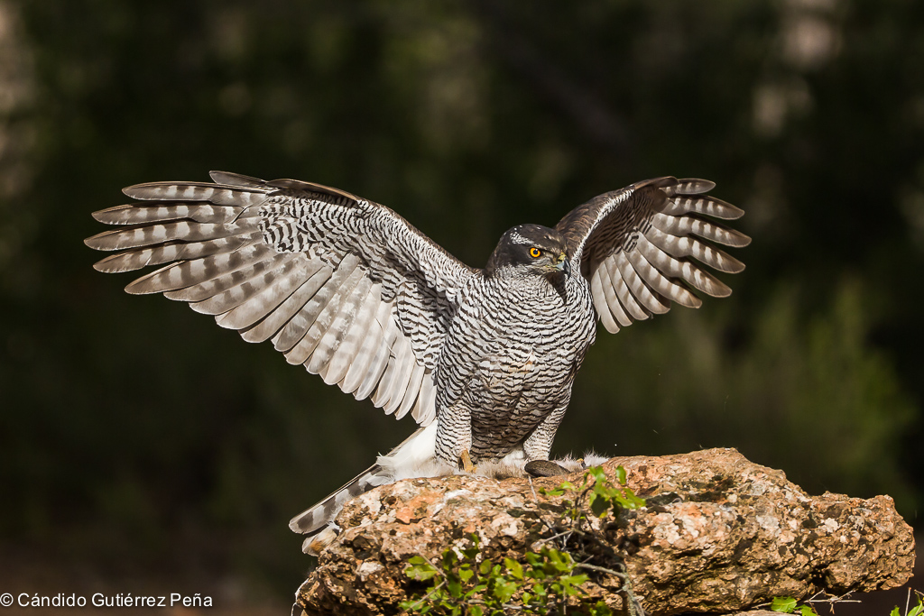AZOR COMUN - Accipiter Gentilis | Observatorio de la Naturaleza