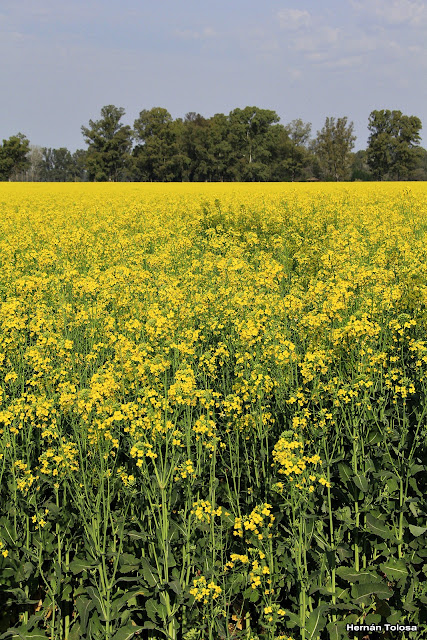 Flora Bonaerense: Colza (Brassica napus)