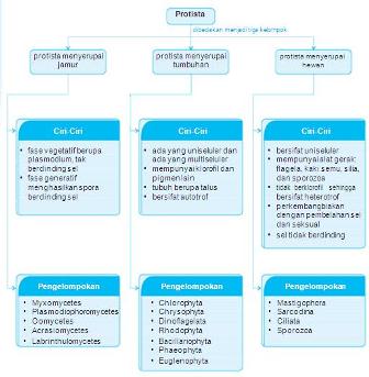 Ciri Ciri Umum Filum Dalam Kingdom Protista Serta Peranannya Dalam ...
