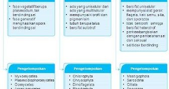 Ciri Ciri Umum Filum Dalam Kingdom Protista Serta Peranannya Dalam ...