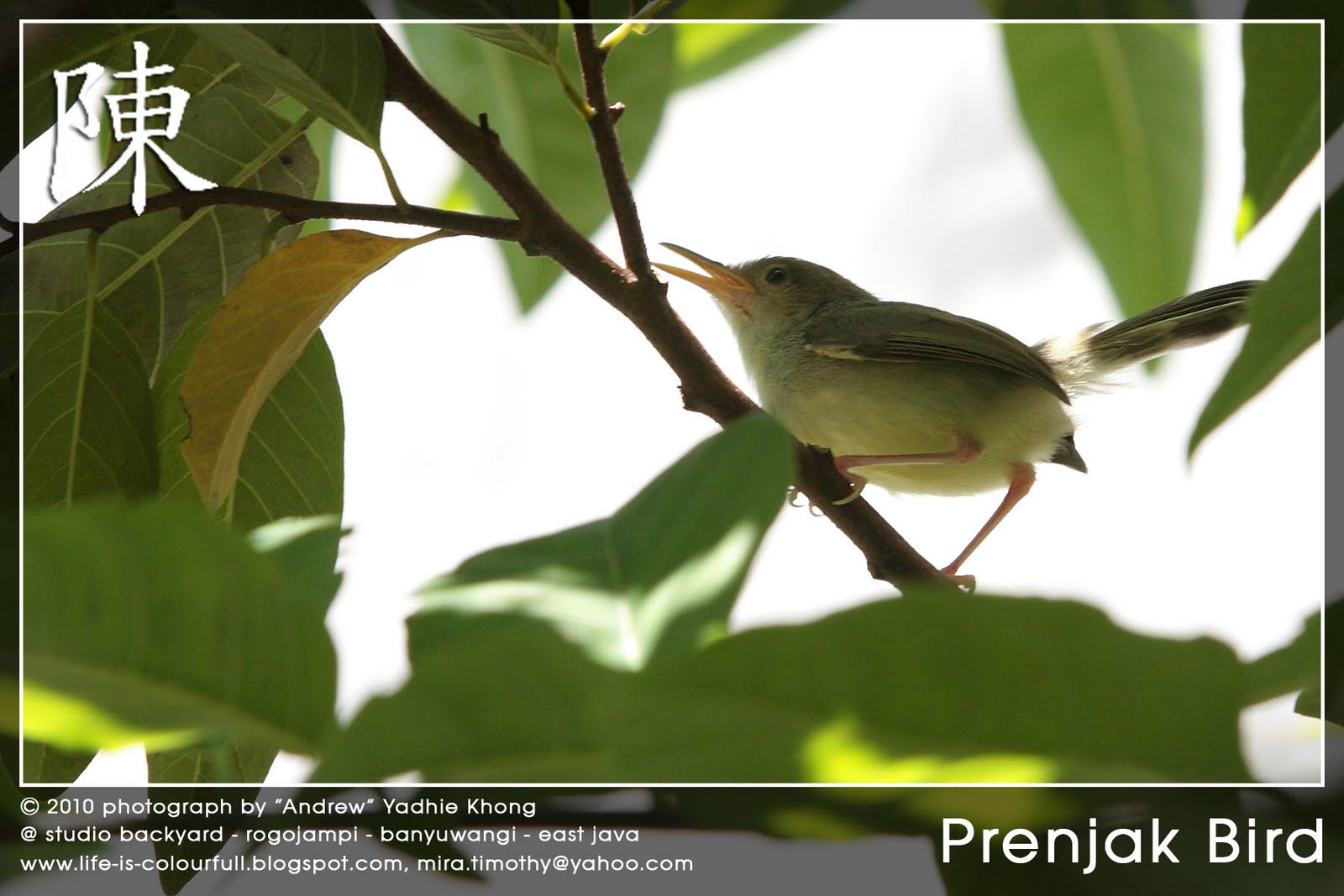 Jenis Burung Berkicau: Cara Memilih Burung Prenjak