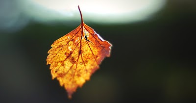 Filsafat Pendidikan: Filosofi sebuah daun
