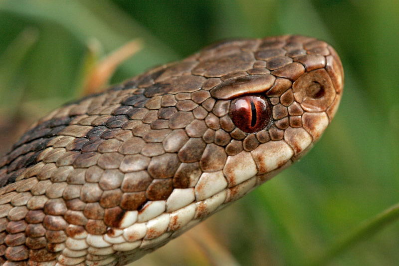 NaturaZoom: Comment reconnaître une couleuvre d'une vipère