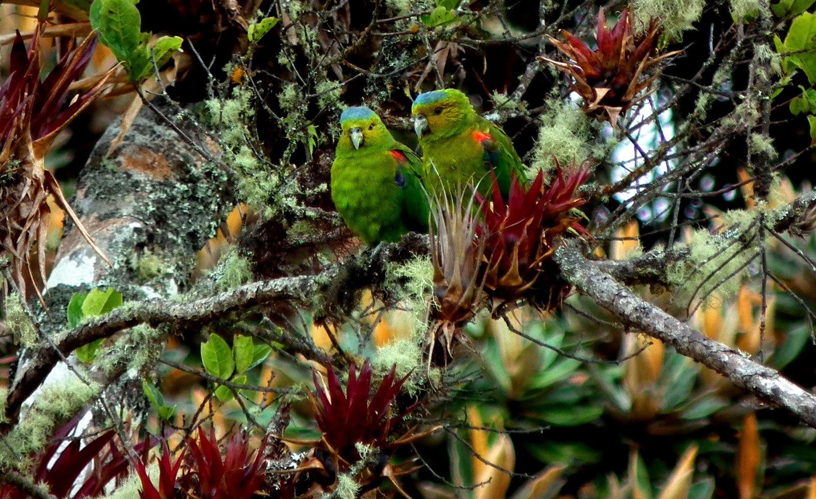 BIRDING AND PICTURES - BIRDS OF COLOMBIA: WELCOME TO BIRDS OF COLOMBIA