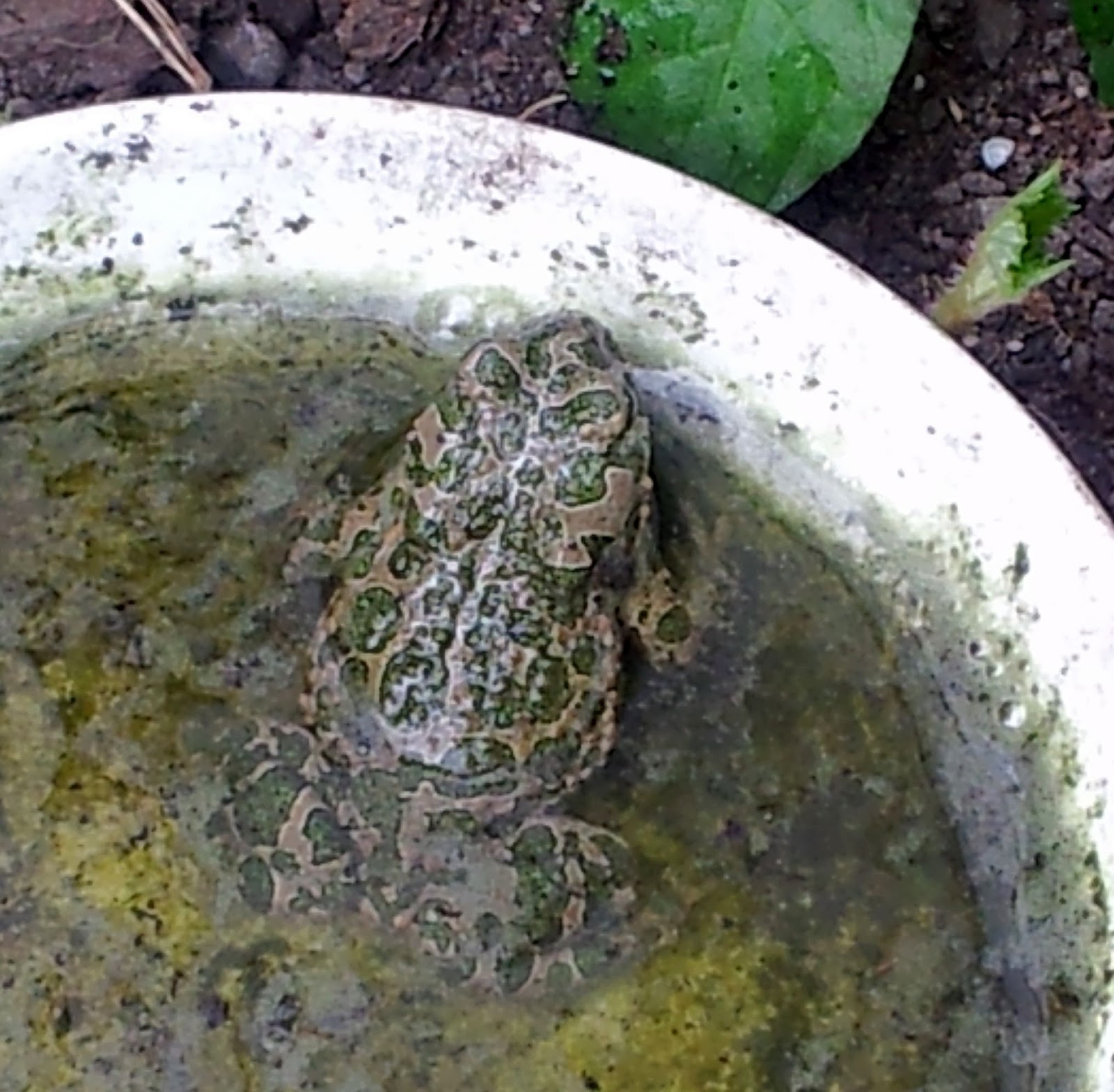 Ingrids strik og patchwork: Jeg har grønbrogede tudser / I have ...