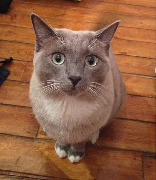 Under The Paw: Guest Reader's Cat Of The Week: Meep