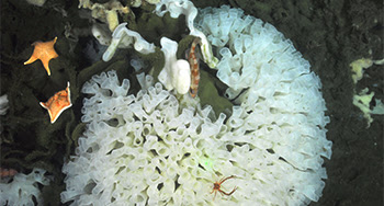 D'Arcy McGee: North Coast's Glass Sponge Reefs on Canada's short list ...