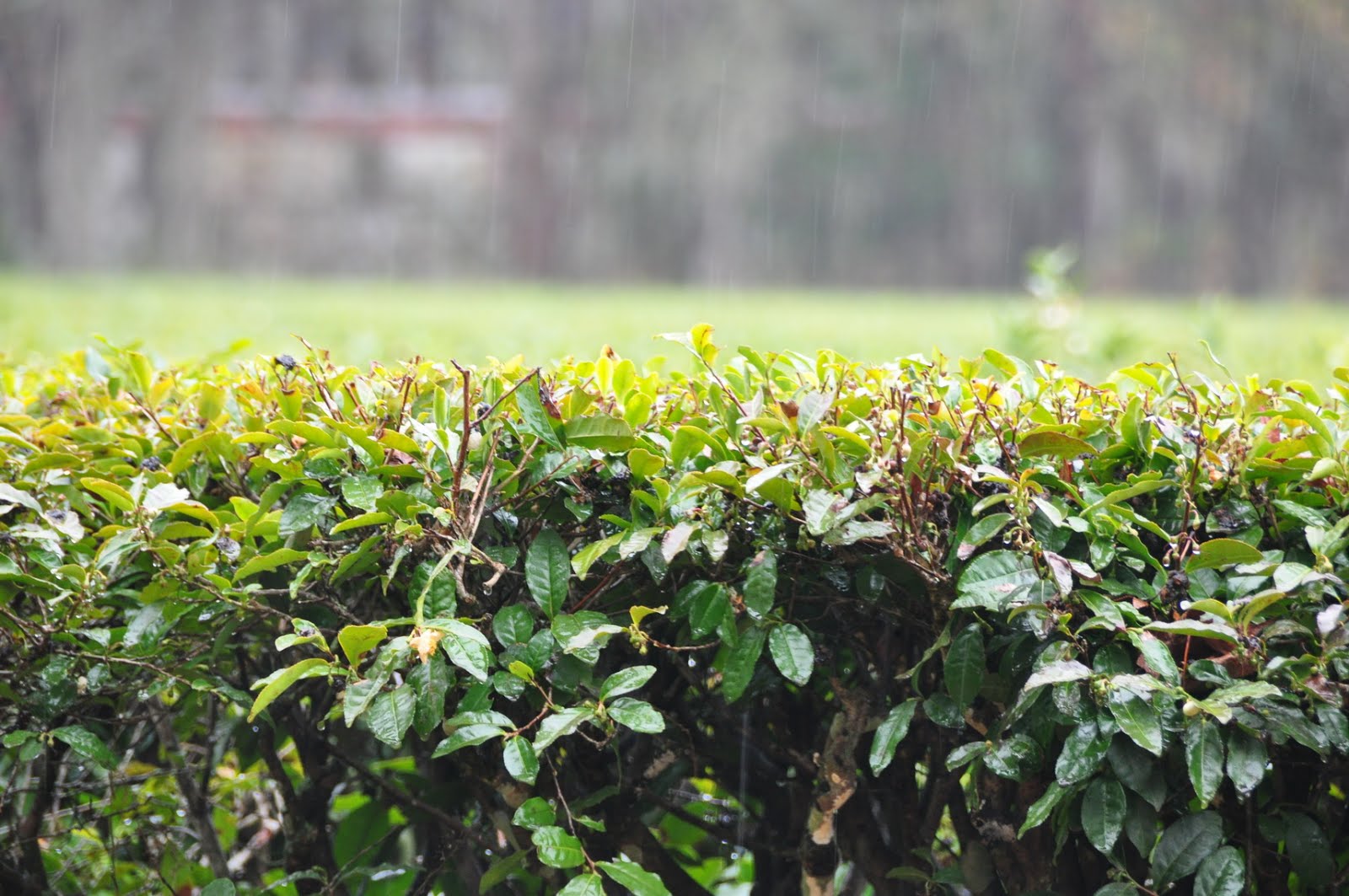 Tearoom Journal: James Island, SC