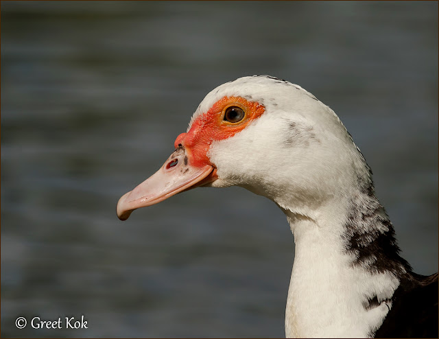 Foto`s van Greet: Muskuseendjes