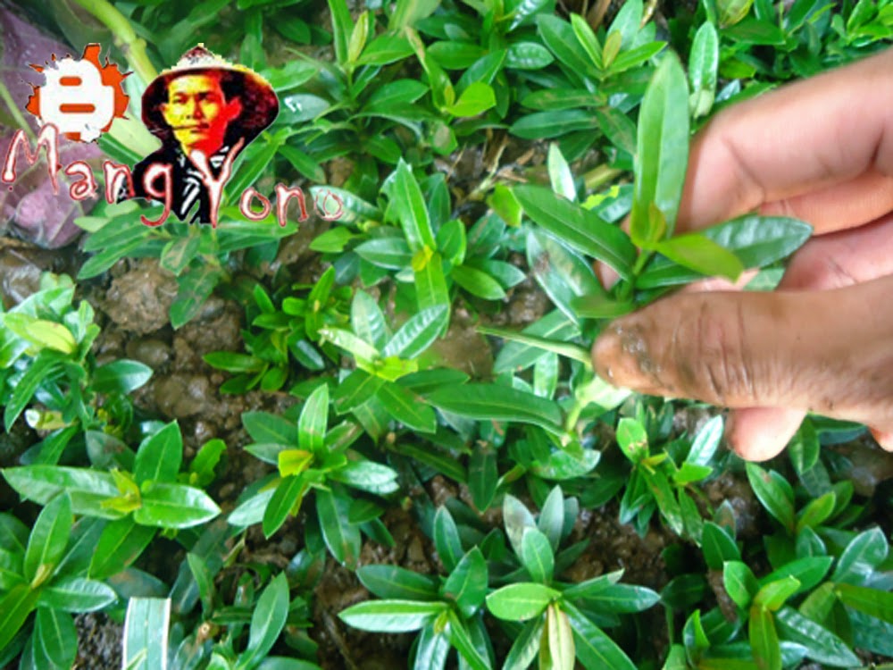 Anak rantau mencari ilmu: LAPORAN TENTANG BUNGA ASOKO