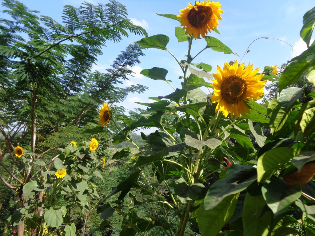 Taman Botani Sukorambi Jember - silviananoerita