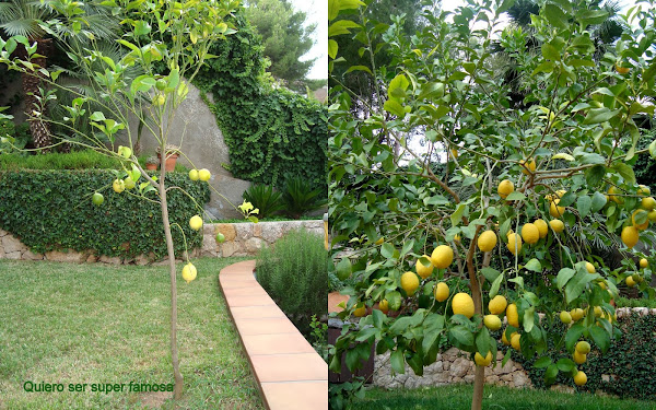 Hojaldres con lemon curd (O las visicitudes de ponerse a hacer ...