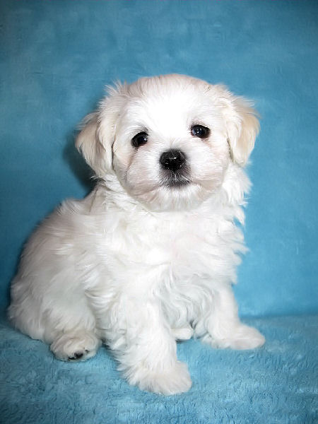 Imagenes tiernas de perritos | IMAGENES, FRASES, POEMAS, PARA FACEBOOK ...