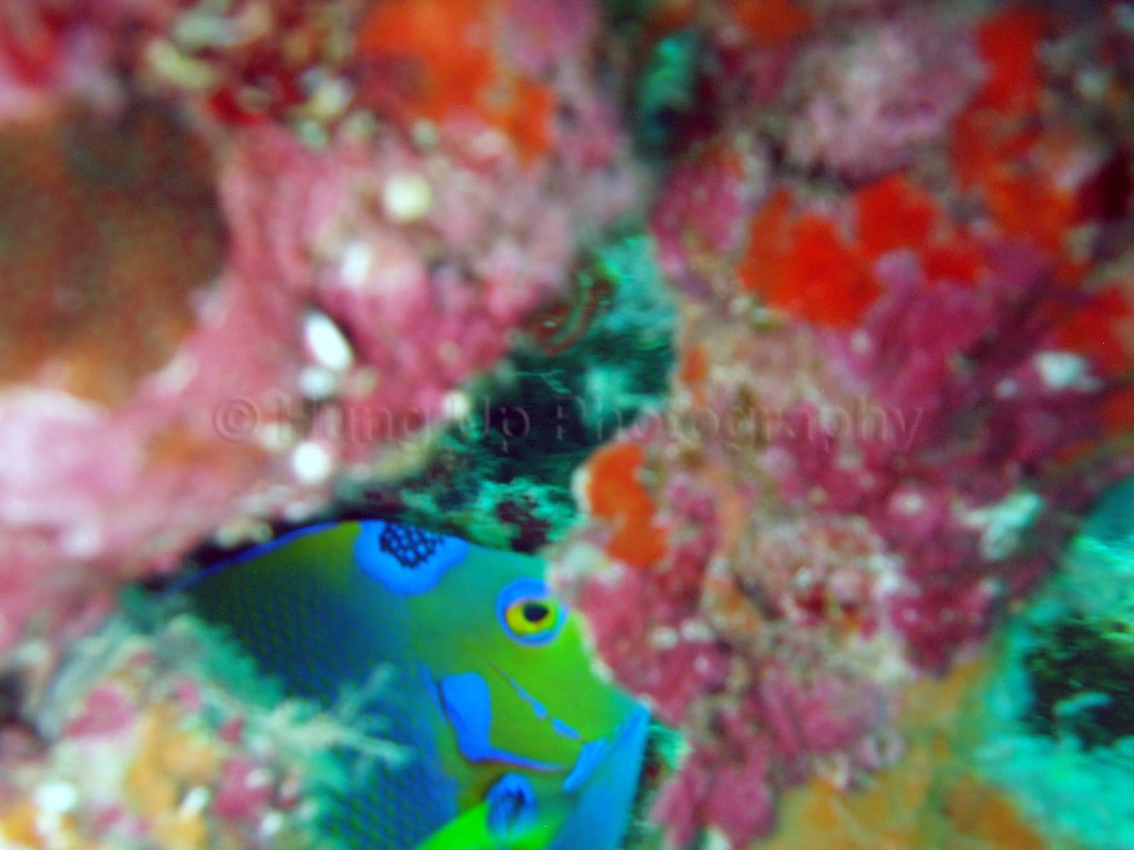 Hung Up Photography: Under the sea