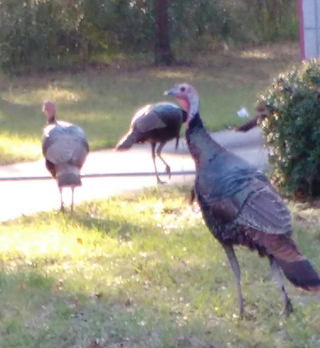 Angels for You: A Turkey Dancer: An Angel Message